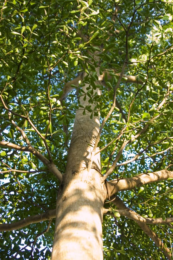 Tropical tree stock photo. Image of growth, plant, tall - 13826254
