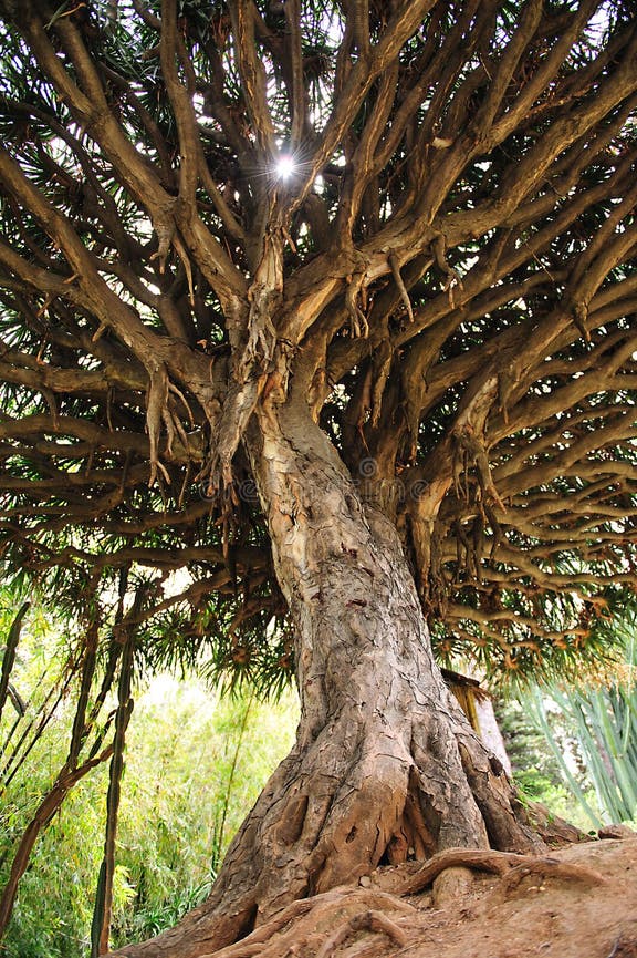 Tropical tree stock photo. Image of light, trees, botanical - 9323744