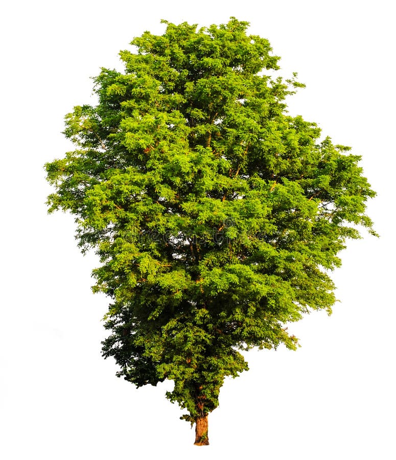 Tropical tree Asian tree stock photo. Image of garden - 177672012