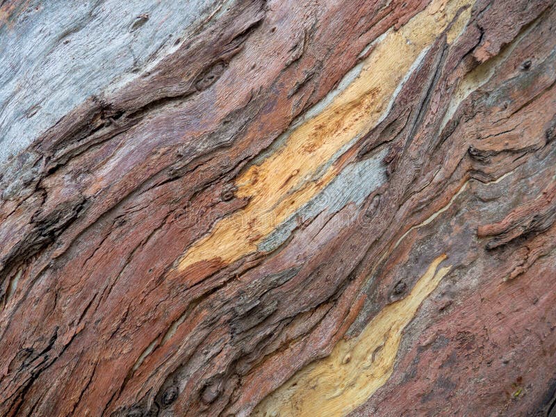 Tropical Tree Bark. Nice Bark Pattern. Wooden Pattern in Different ...