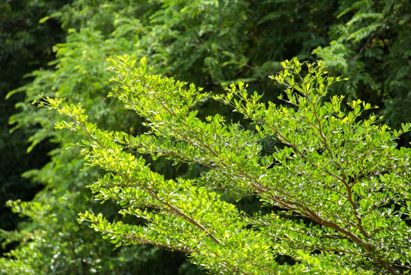 Tropical Tree Branch and Green Leaf Stock Photo - Image of season ...
