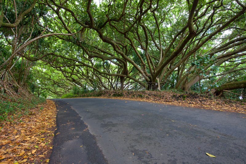 Tropical Tree Canopy Over Road Stock Image - Image of overgrowm, growth ...