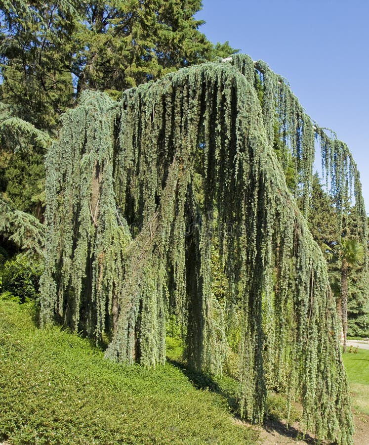 Cedrus Atlantica blue stock image. Image of plant, atlantica - 29794075