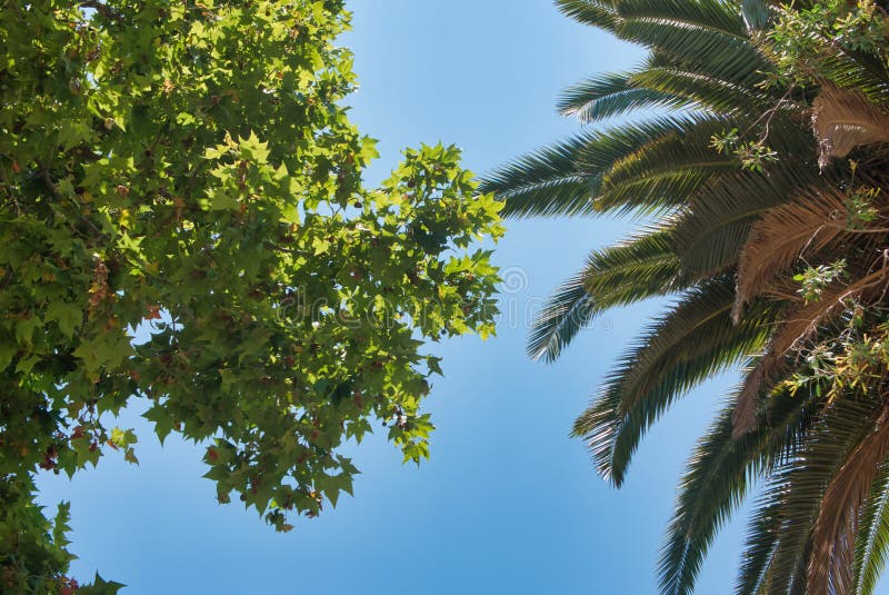Tropical Tree in a City Park on a Warm Summer Day Stock Photo - Image ...