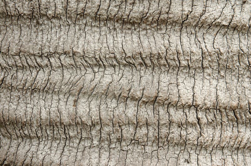 Tropical tree cortex stock photo. Image of wood, macro - 57849228