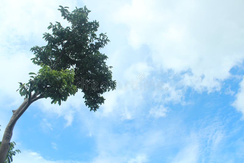 Tropical Tree in the Blue Sky Stock Image - Image of blue, sindoro ...