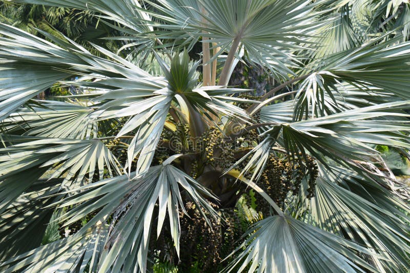 TROPICAL TREE stock photo. Image of rain, forest, grass - 79386100