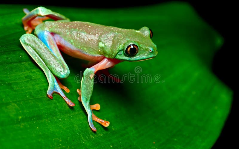 Tropical tree frog stock photo. Image of agalychnis, frog - 27552666