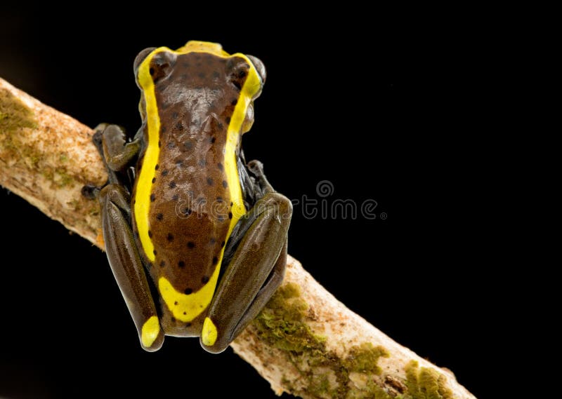 Tropical Tree Frog Jungle Green Amphibian Big Eyes Stock Photo - Image ...