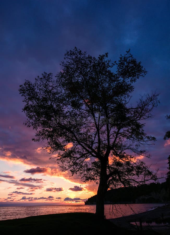 Tropical Tree in Front of Sunset Stock Image - Image of scenic, scenery ...