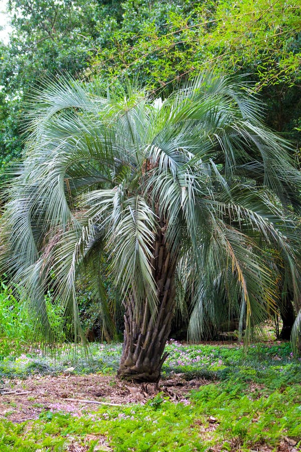 Tropical tree stock image. Image of bush, tree, leaf - 218187335