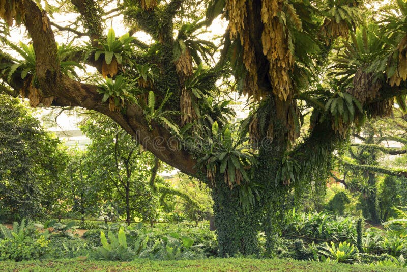 Tropical tree stock photo. Image of grow, trunk, tree - 31265976
