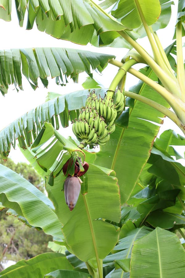Tropical Tree with Green Leaves and Ripening Bananas Outdoors Stock ...