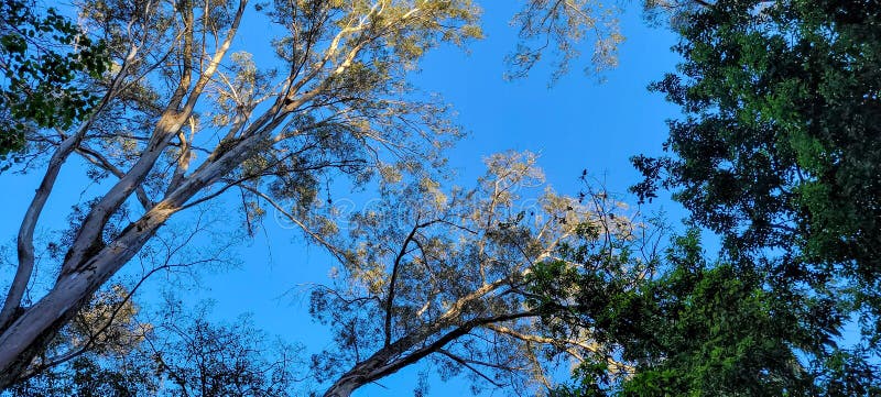 Tropical Tree with Green Leaves in the Woods Stock Image - Image of ...