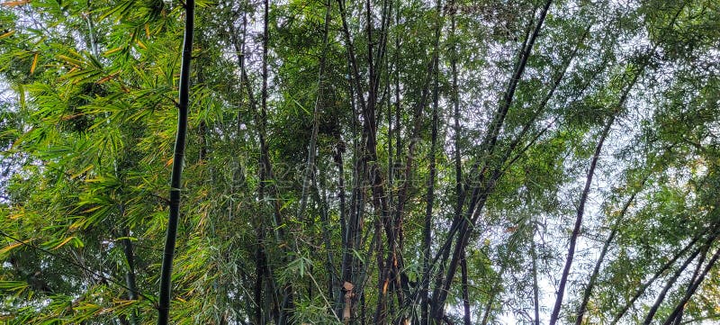 Tropical Tree with Green Leaves in the Woods Stock Image - Image of ...