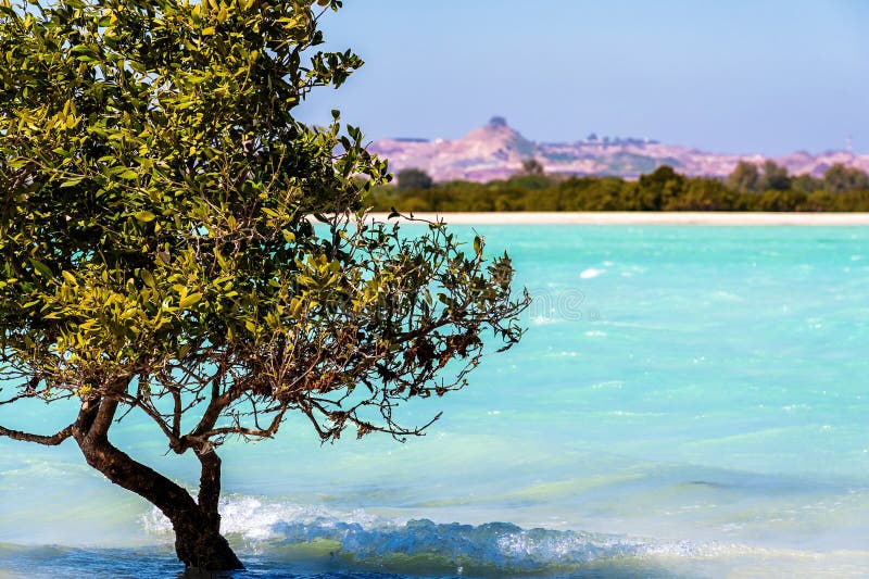 Tropical Tree Grows from the Turquoise Water of the Bay Stock Photo ...