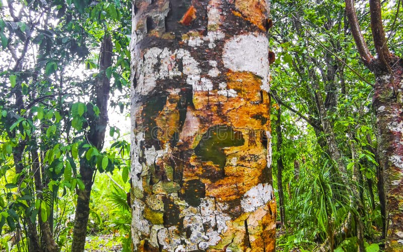 Tropical Tree with Interesting Bark in the Jungle in Mexico Stock Image ...