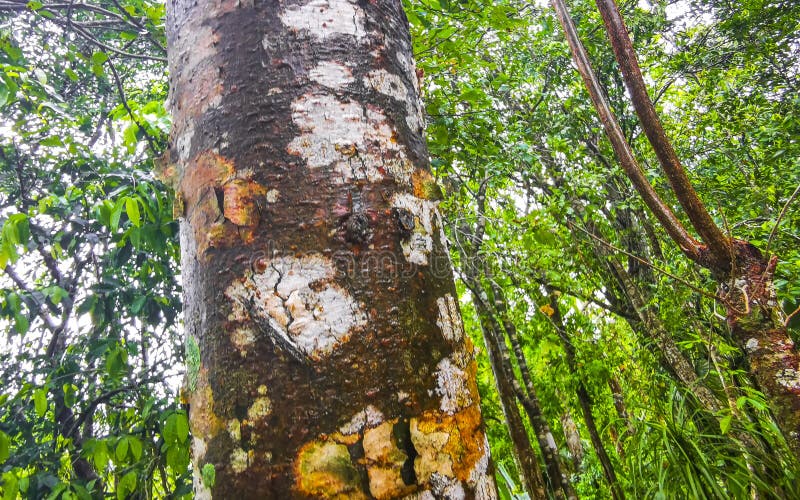 Tropical Tree with Interesting Bark in the Jungle in Mexico Stock Image ...