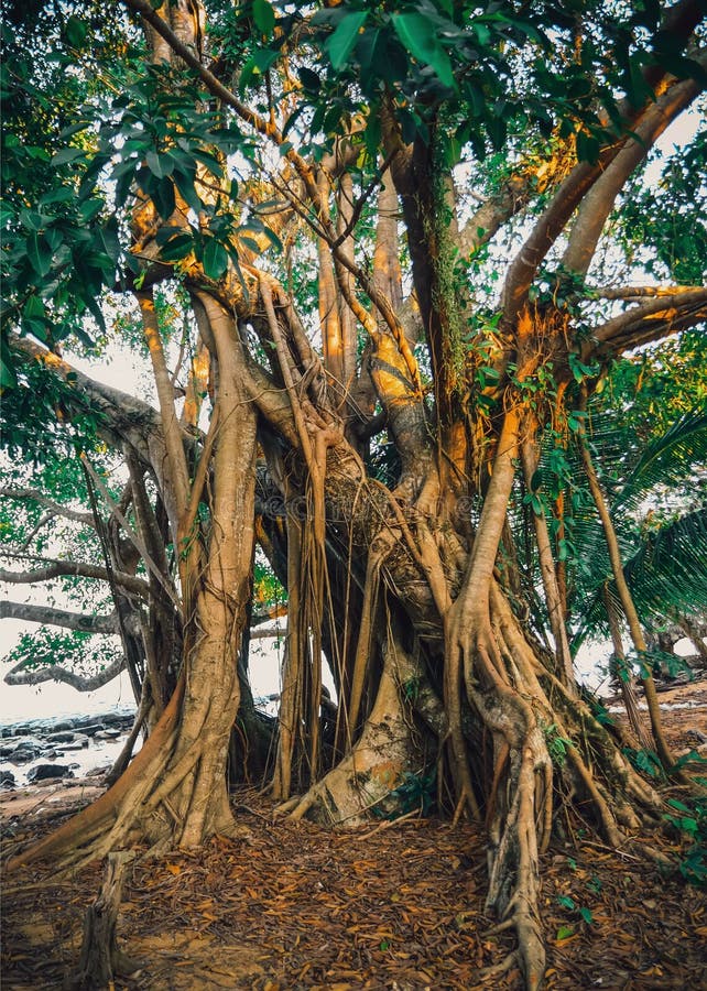 Tropical Tree on the Island Koh Rong Samloem Stock Photo - Image of ...