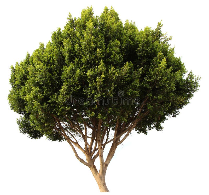 698 Evergreen Tree Vector Photos - Free & Royalty-Free Stock Photos ...