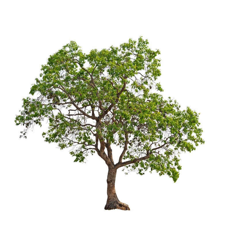 Tropical Tree Isolated White Background Stock Image - Image of design ...