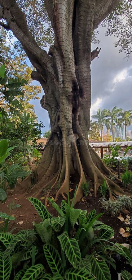 Tropical Tree with Large Root Structure Stock Photo - Image of tropical ...