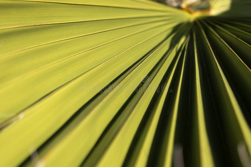 Tropical Tree Leaf Close-up Geometric Shaped Background Stock Photo ...