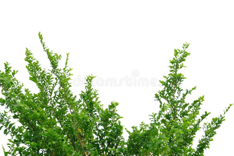 Tropical Tree Leaves Top View on White Isolated Background Stock Photo ...