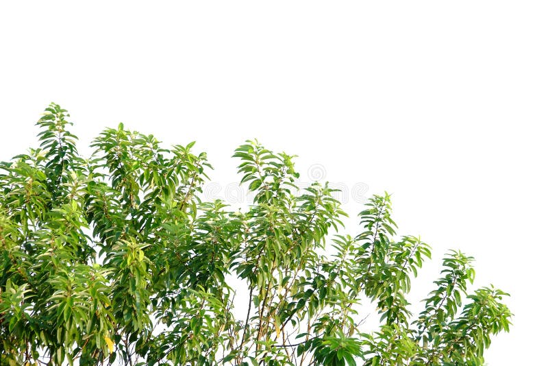 Tropical Tree Leaves Top View on White Isolated Background Stock Photo ...