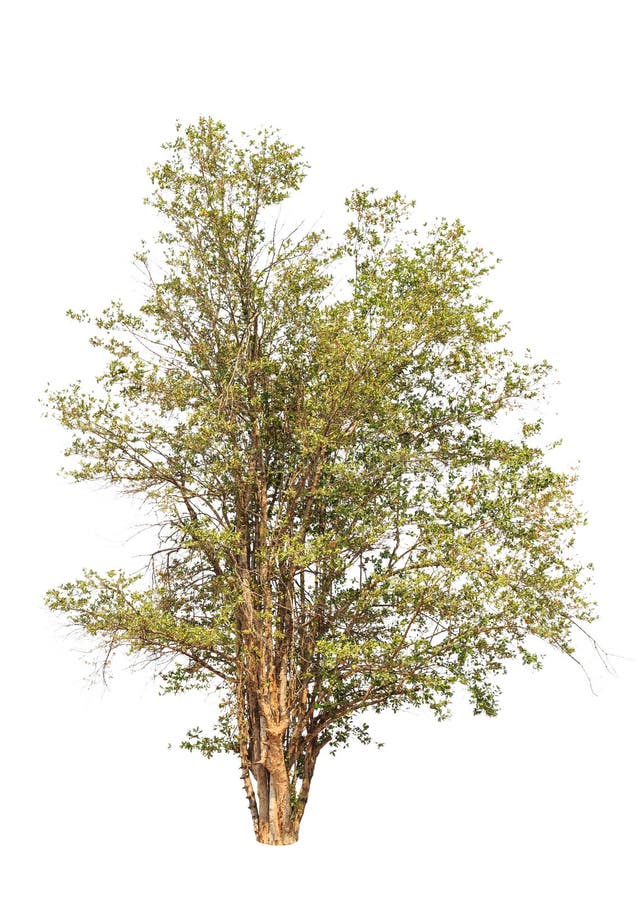 Tropical Tree in the Northeast of Thailand Stock Image - Image of ...