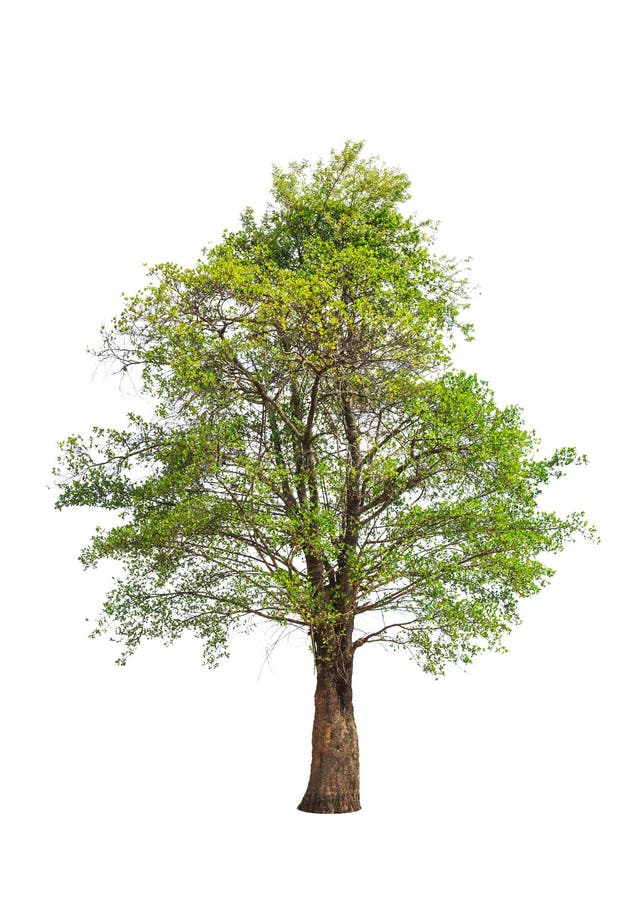 Tropical Tree in the Northeast of Thailand Stock Image - Image of ...