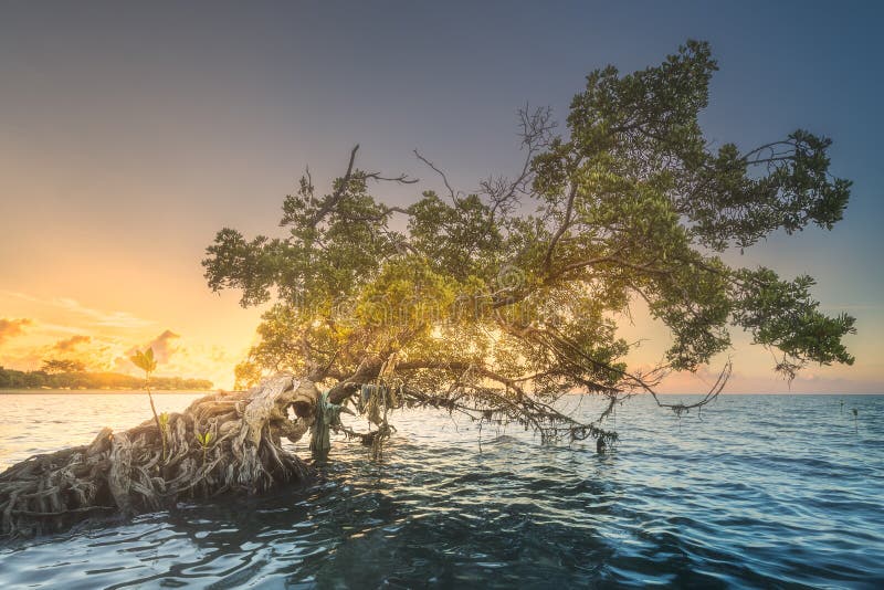 Tree Over the Water and Coast of Borneo Beach Stock Image - Image of ...