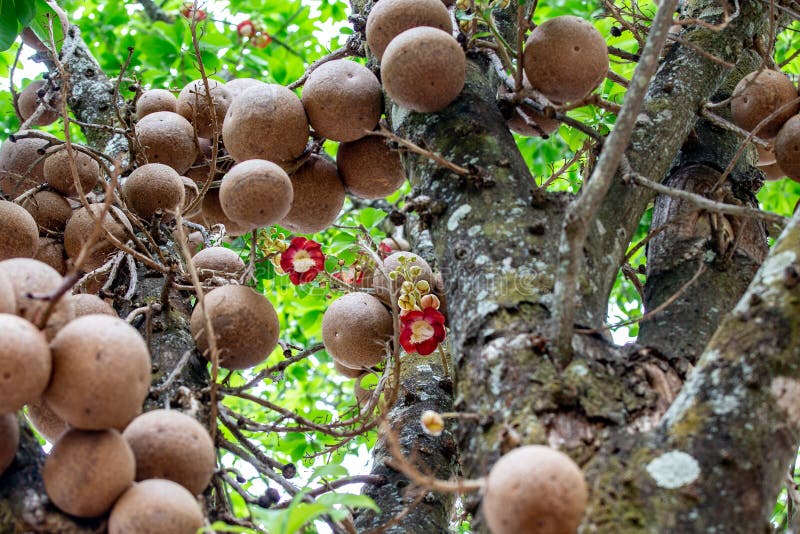 Tropical Tree from the Plant Known As Monkey Apricot or Cannon Ball ...