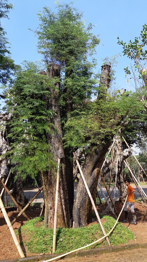 Landscape Jakarta stock photo. Image of tropical, tree - 133872182
