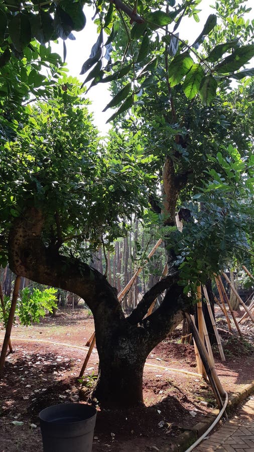 Landscape Jakarta stock photo. Image of tree, tropical - 133873196