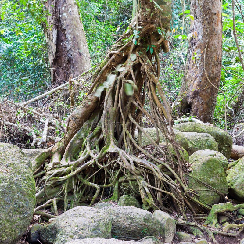 Root System Of A Tree In Tropical Forest Stock Image - Image of nature ...