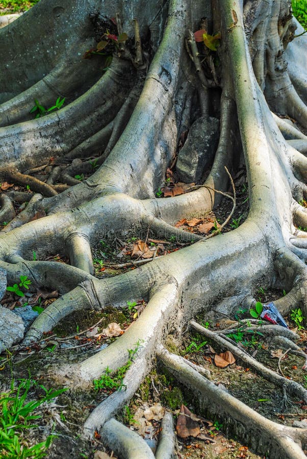 Tropical tree roots. stock photo. Image of fairy, natural - 24872962