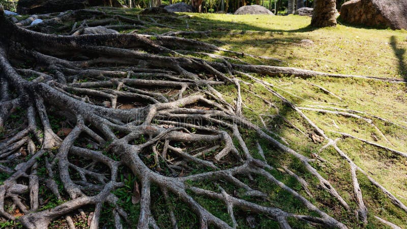 Tropical Tree Roots in China. Summer Time Stock Photo - Image of bark ...