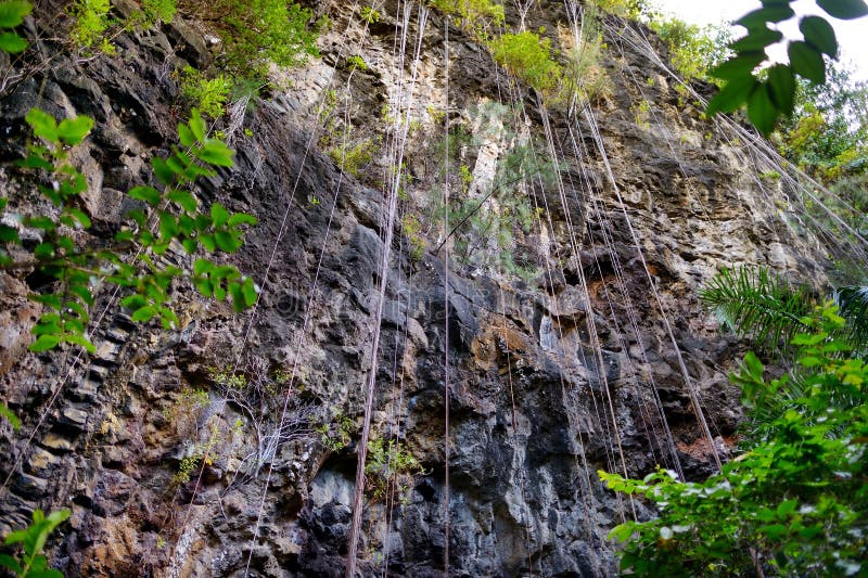 Tropical tree roots stock photo. Image of large, rocks - 47955320