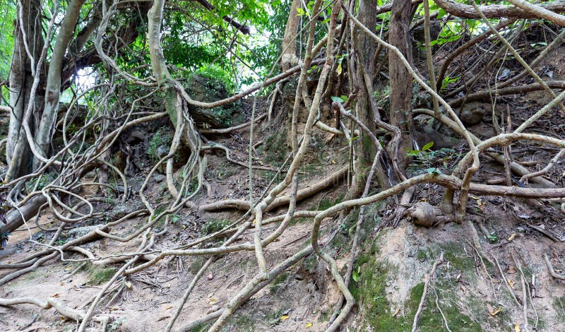 Twisted Tree roots stock photo. Image of environment - 40079522