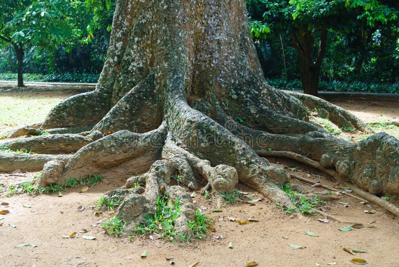 Tropical Tree Roots Over the Ground Stock Image - Image of wood, roots ...