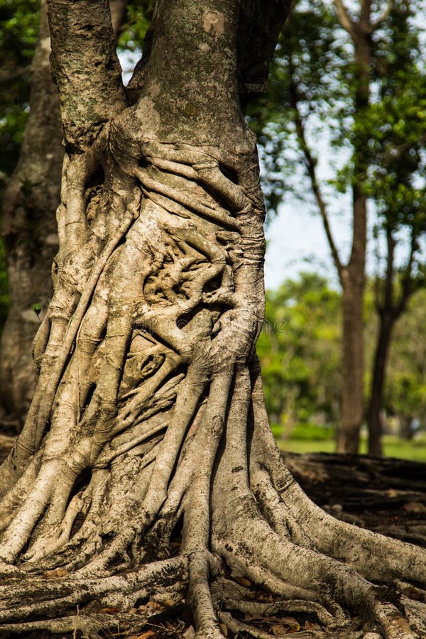 Tropical tree stock photo. Image of large, mood, leaf - 31206428