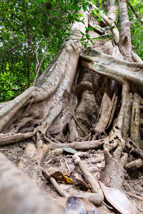 Tropical tree roots stock photo. Image of branch, park - 39282212