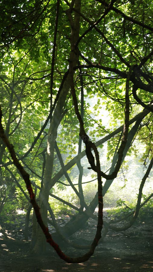 Tropical Tree Stemps in Indian Forest Stock Photo - Image of asian ...