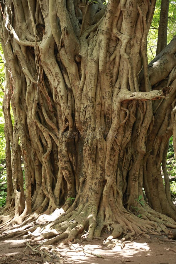 Tropical Tree Stemps in Indian Forest Stock Image - Image of ghosty ...