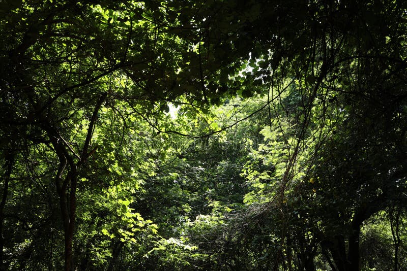 Tropical Tree Stemps in Indian Forest Stock Image - Image of grass ...