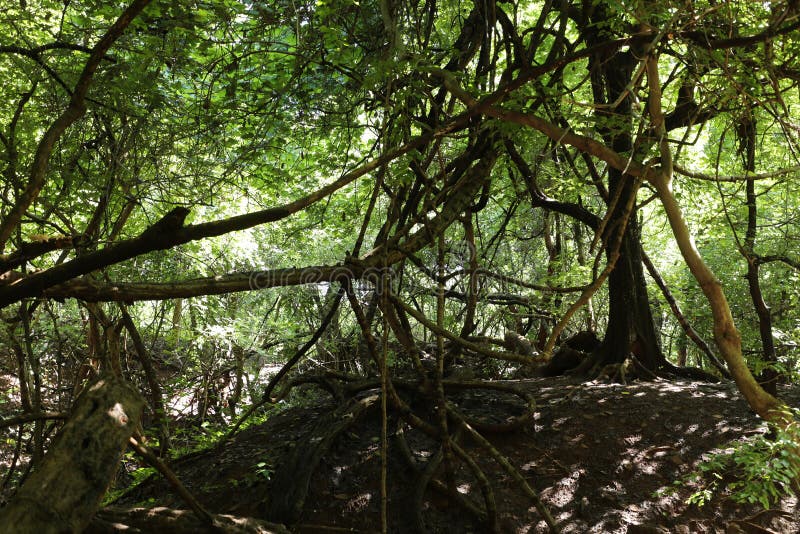 Tropical Tree Stemps in Indian Forest Stock Image - Image of gastronomy ...