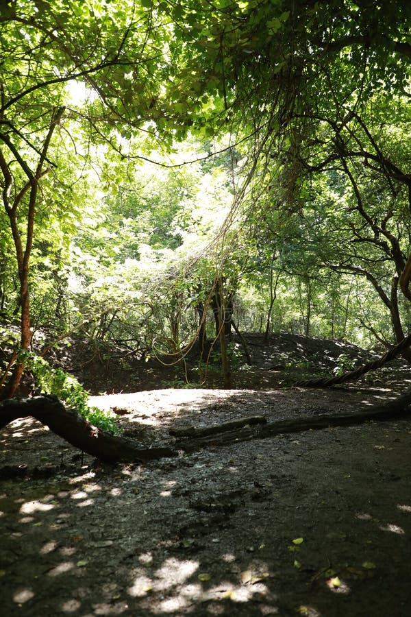 Tropical Tree Stemps in Indian Forest Stock Image - Image of jungle ...