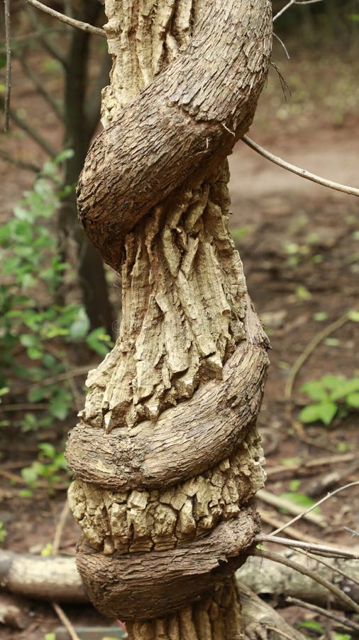 226 Indian Ghost Tree Stock Photos - Free & Royalty-Free Stock Photos ...