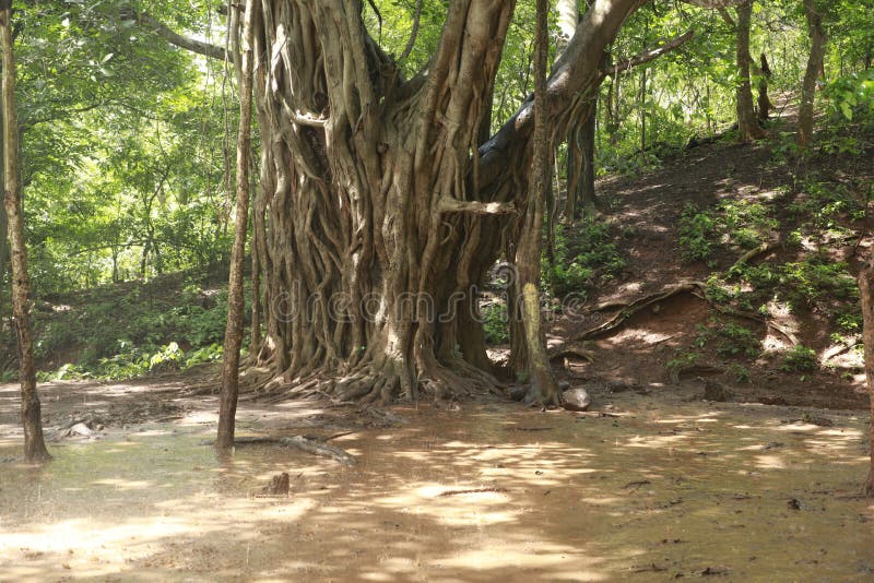 Tropical Tree Stemps in Indian Forest Stock Photo - Image of medicated ...